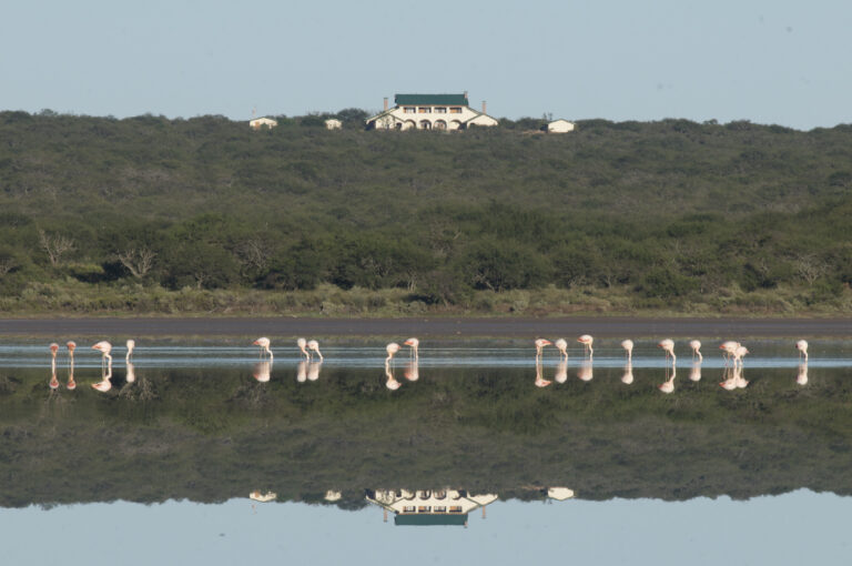 Multi Horned Ram Hunting Packages - South American Adventure Safaris