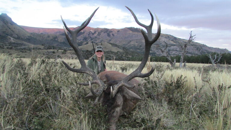Free Range Red Stag, Patagonia - South American Adventure Safaris
