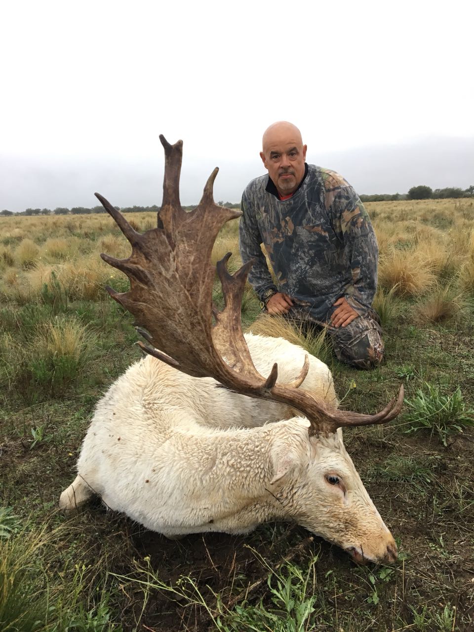 Fallow Deer Hunting Packages - South American Adventure Safaris