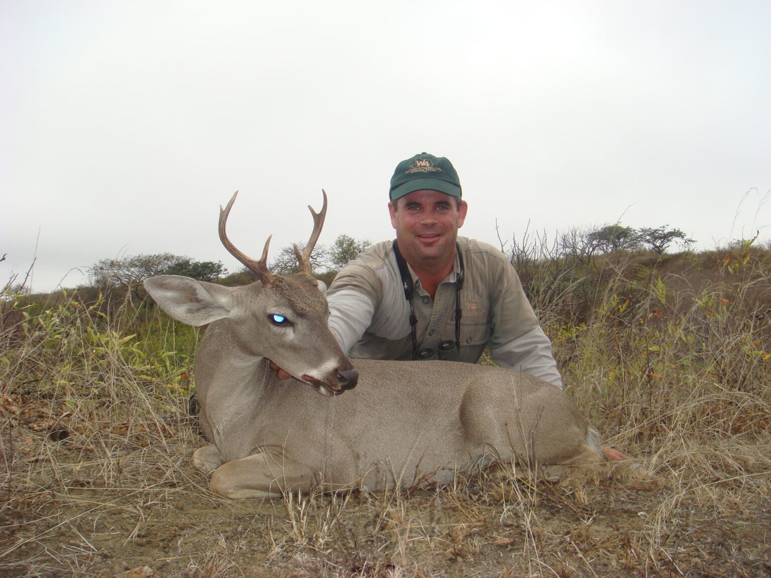 South American Whitetail Deer, Peru - South American Adventure Safaris